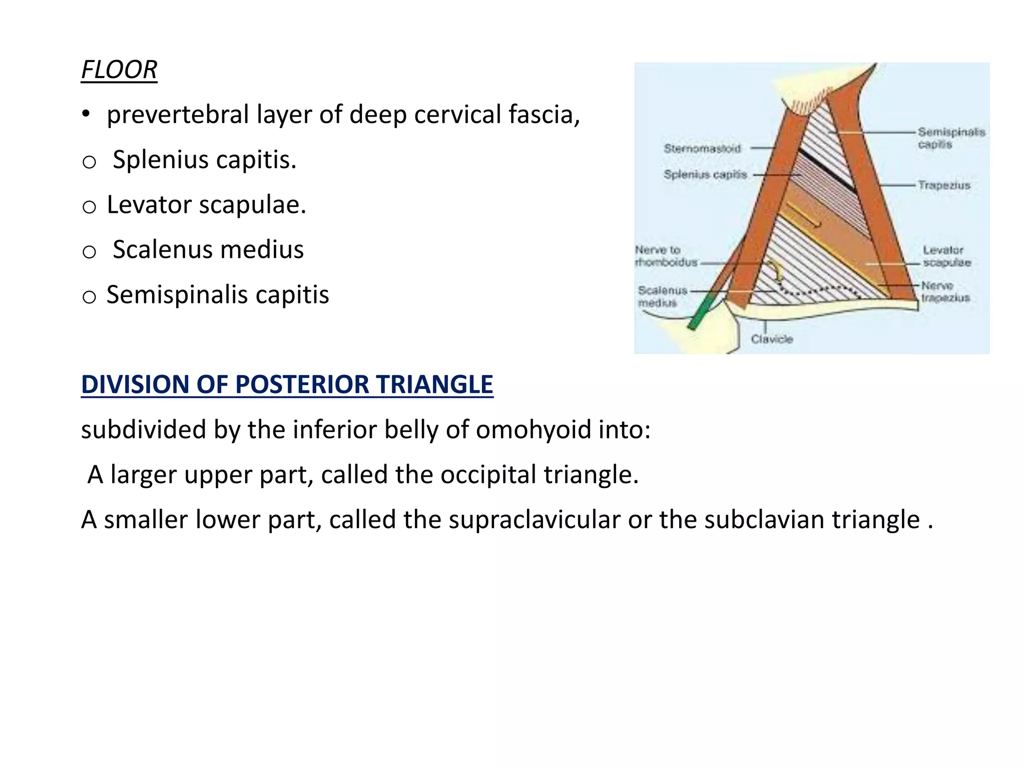 TRIANGLES OF NECK | PDF