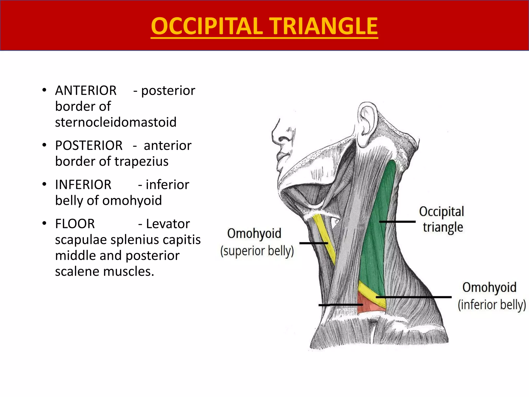 TRIANGLES OF NECK | PDF