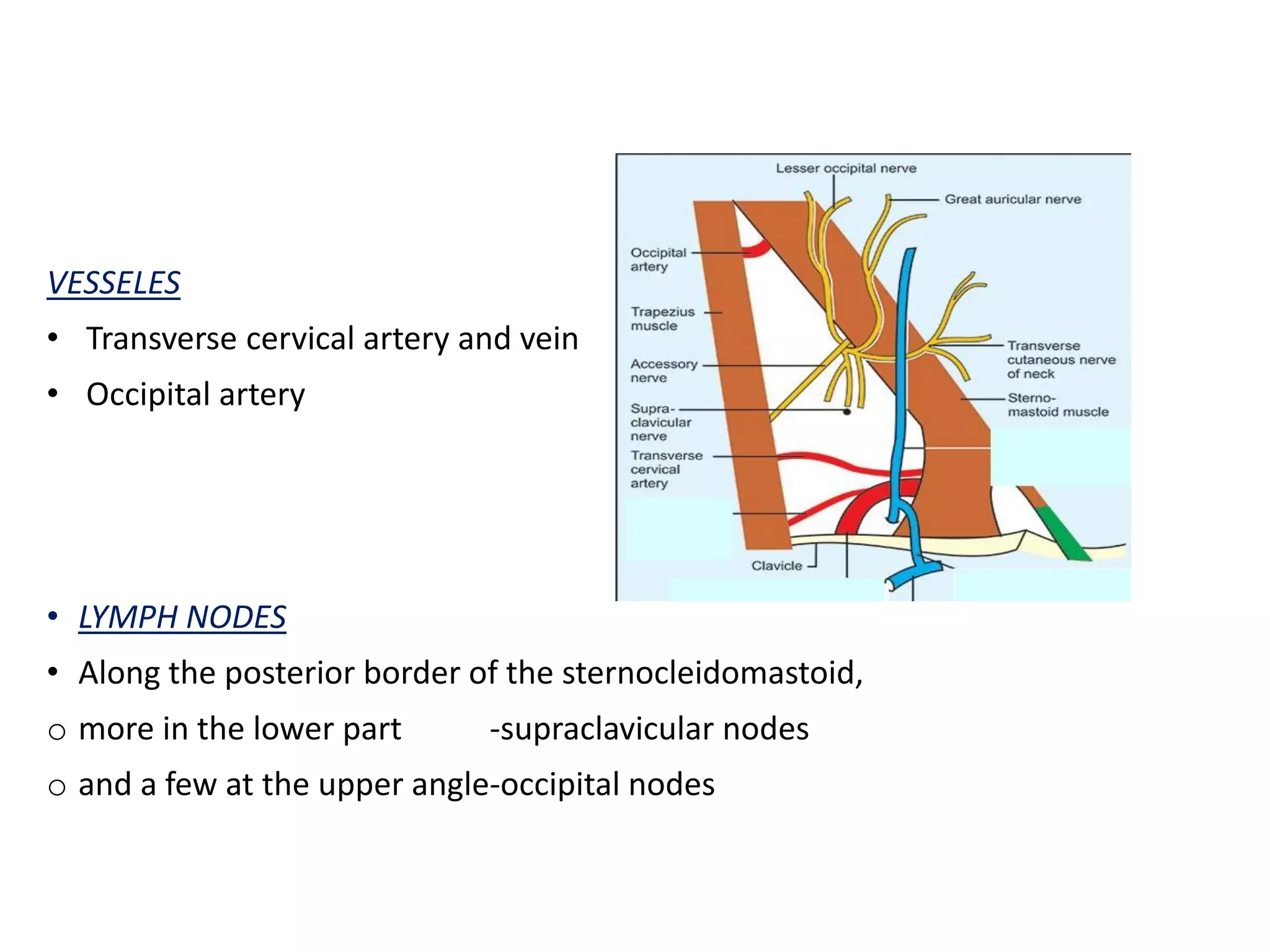 TRIANGLES OF NECK | PDF
