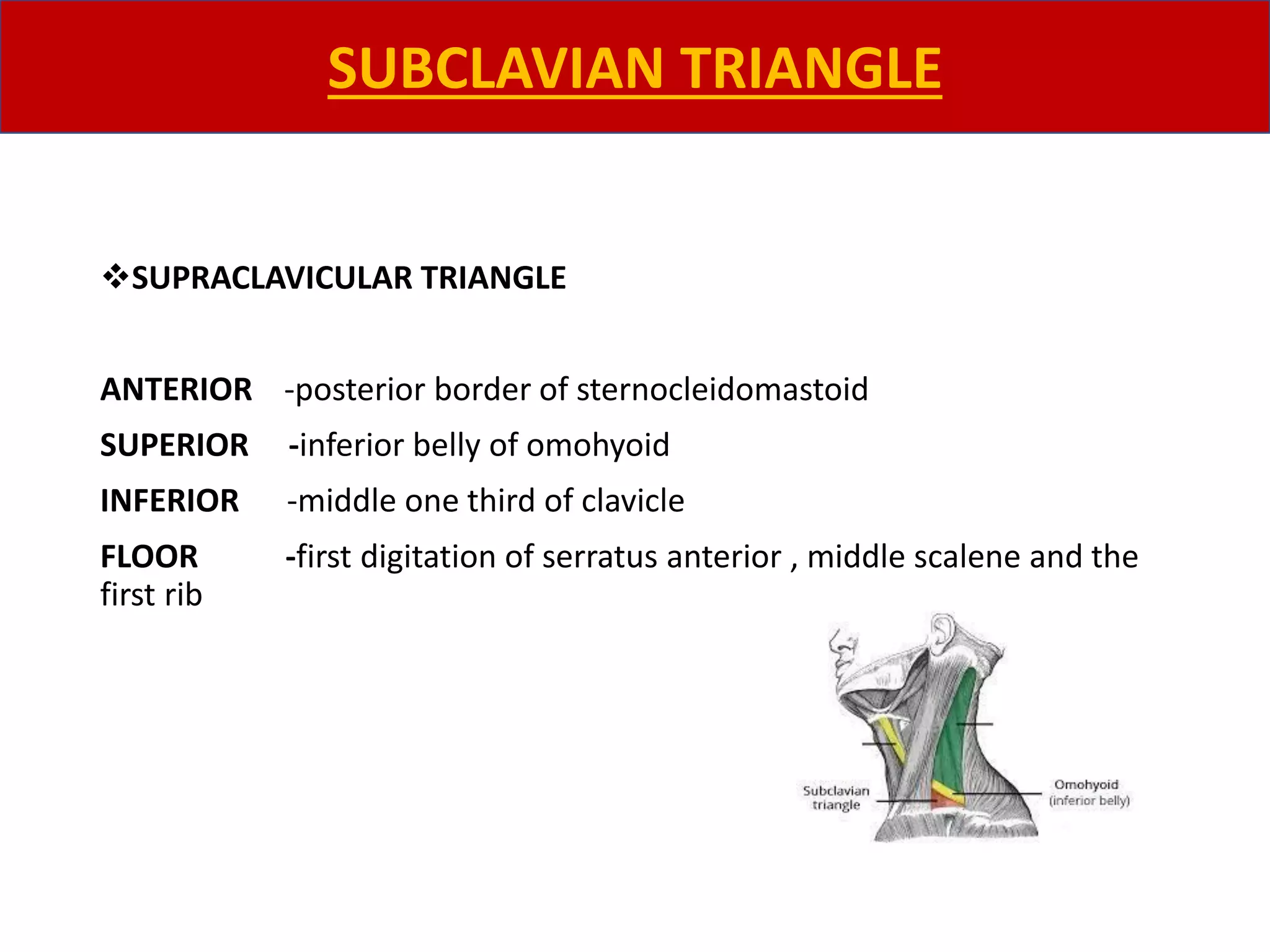 TRIANGLES OF NECK | PDF
