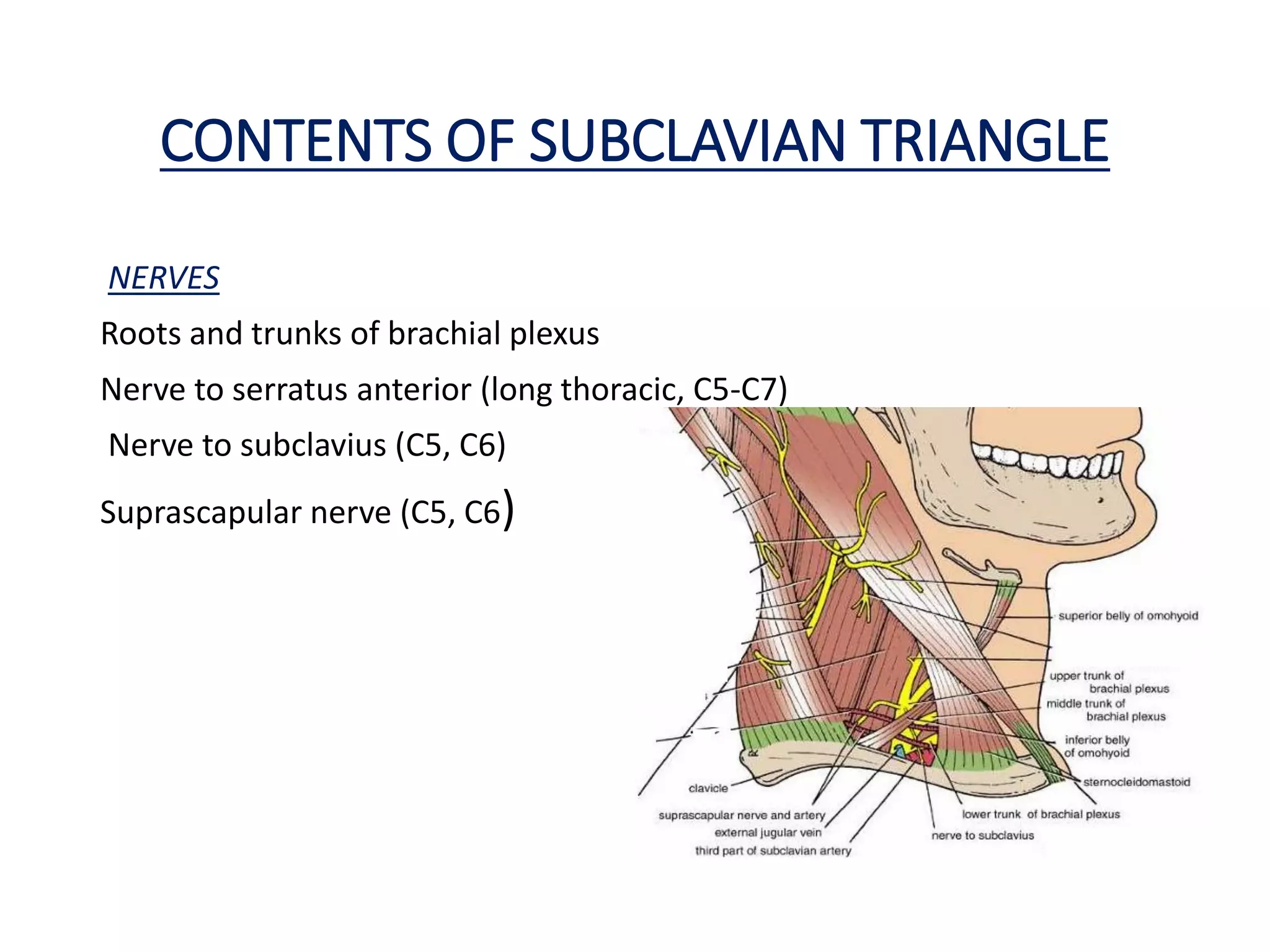 TRIANGLES OF NECK | PDF