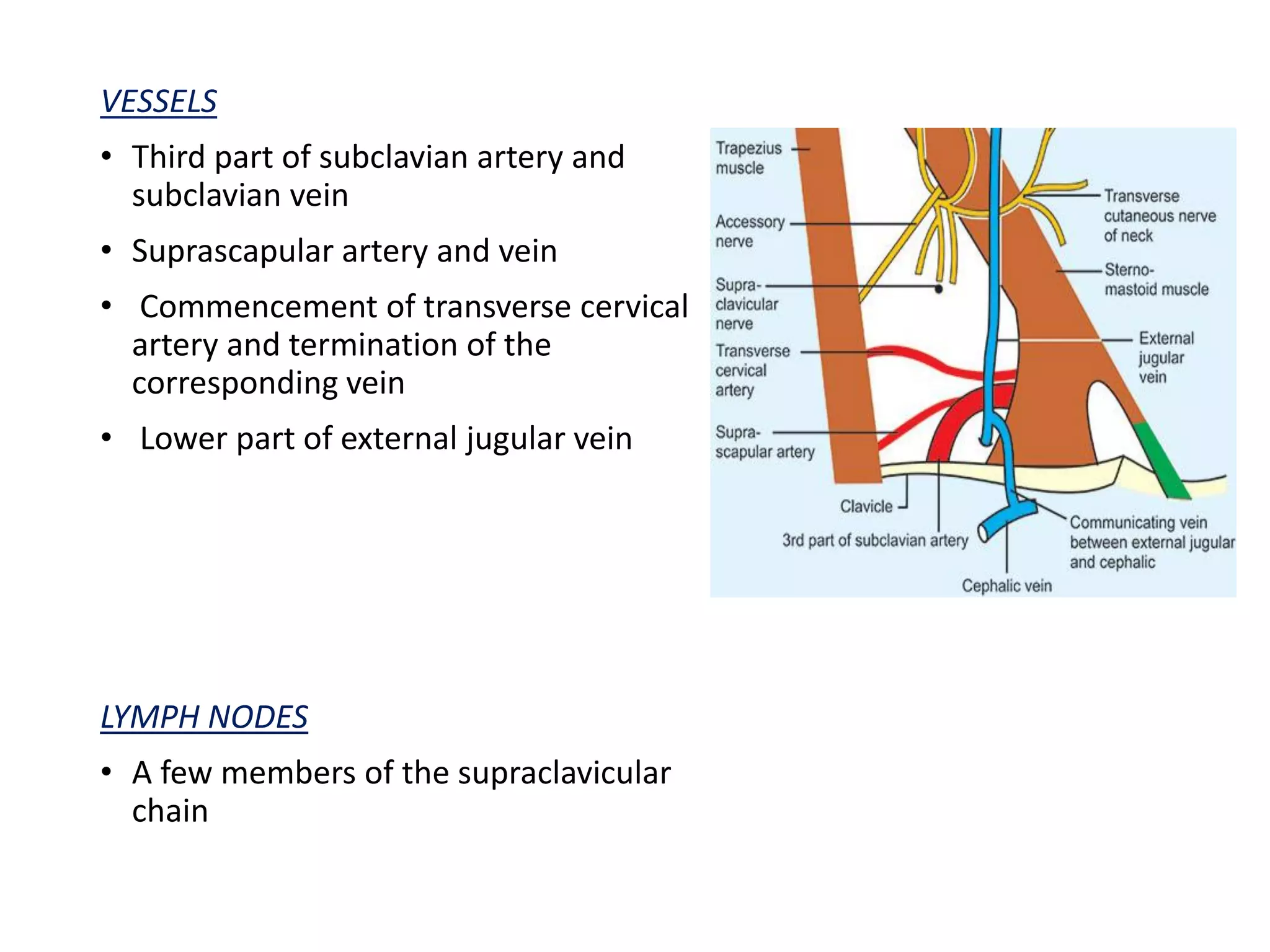 TRIANGLES OF NECK | PDF