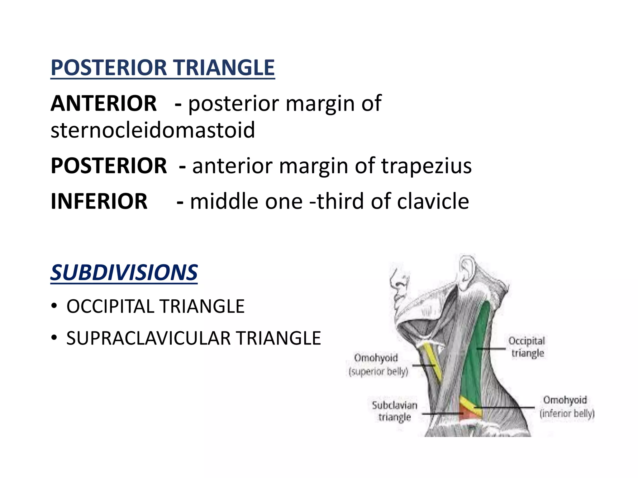 TRIANGLES OF NECK | PDF