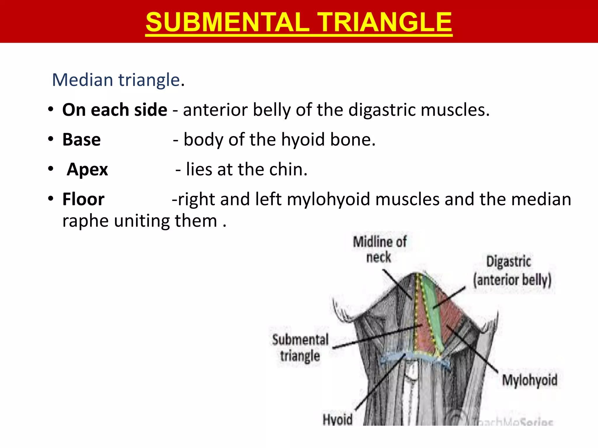 TRIANGLES OF NECK | PDF