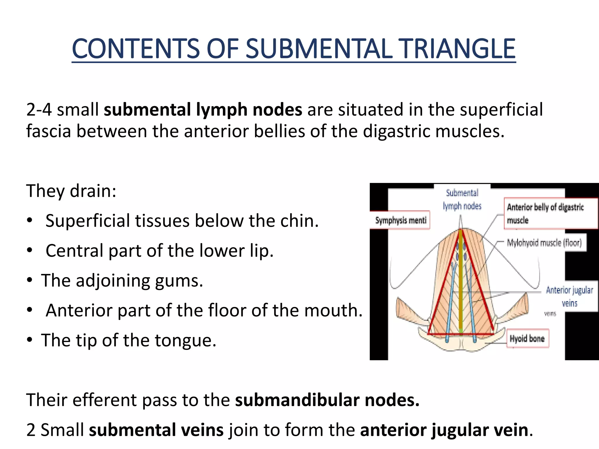 TRIANGLES OF NECK | PDF