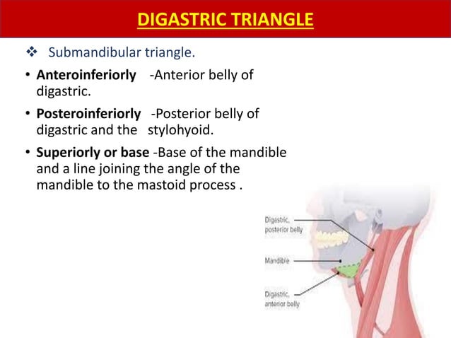 TRIANGLES OF NECK | PDF