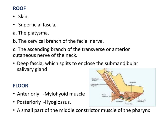 TRIANGLES OF NECK | PDF