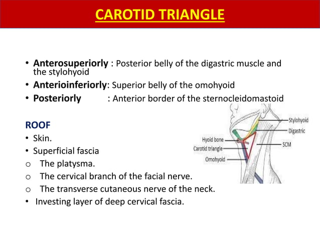 TRIANGLES OF NECK | PDF