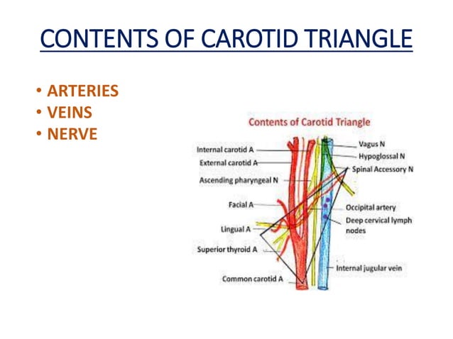 TRIANGLES OF NECK | PDF