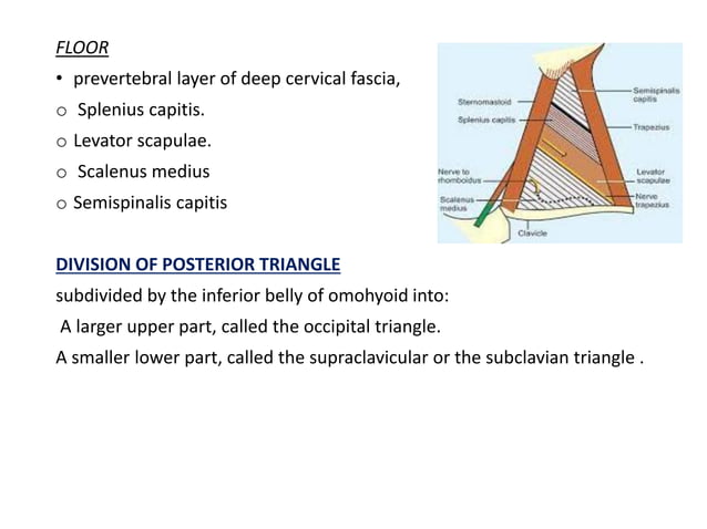 TRIANGLES OF NECK | PDF