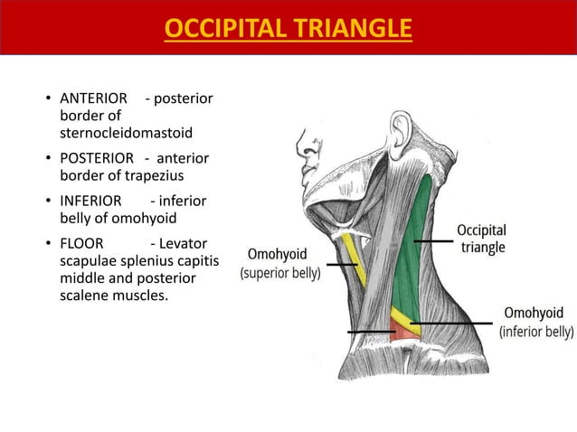 TRIANGLES OF NECK | PDF