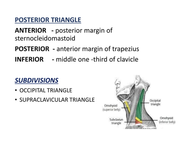 TRIANGLES OF NECK | PDF