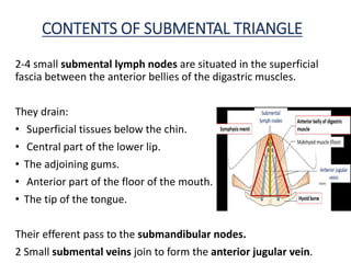 TRIANGLES OF NECK | PDF
