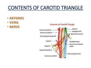 Carotid Triangle And Sheath