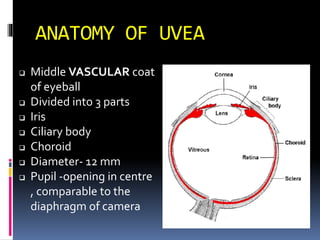 Anterior uveitis.pptx