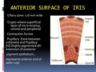 Anterior uveitis.pptx