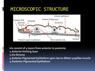 Anterior uveitis.pptx