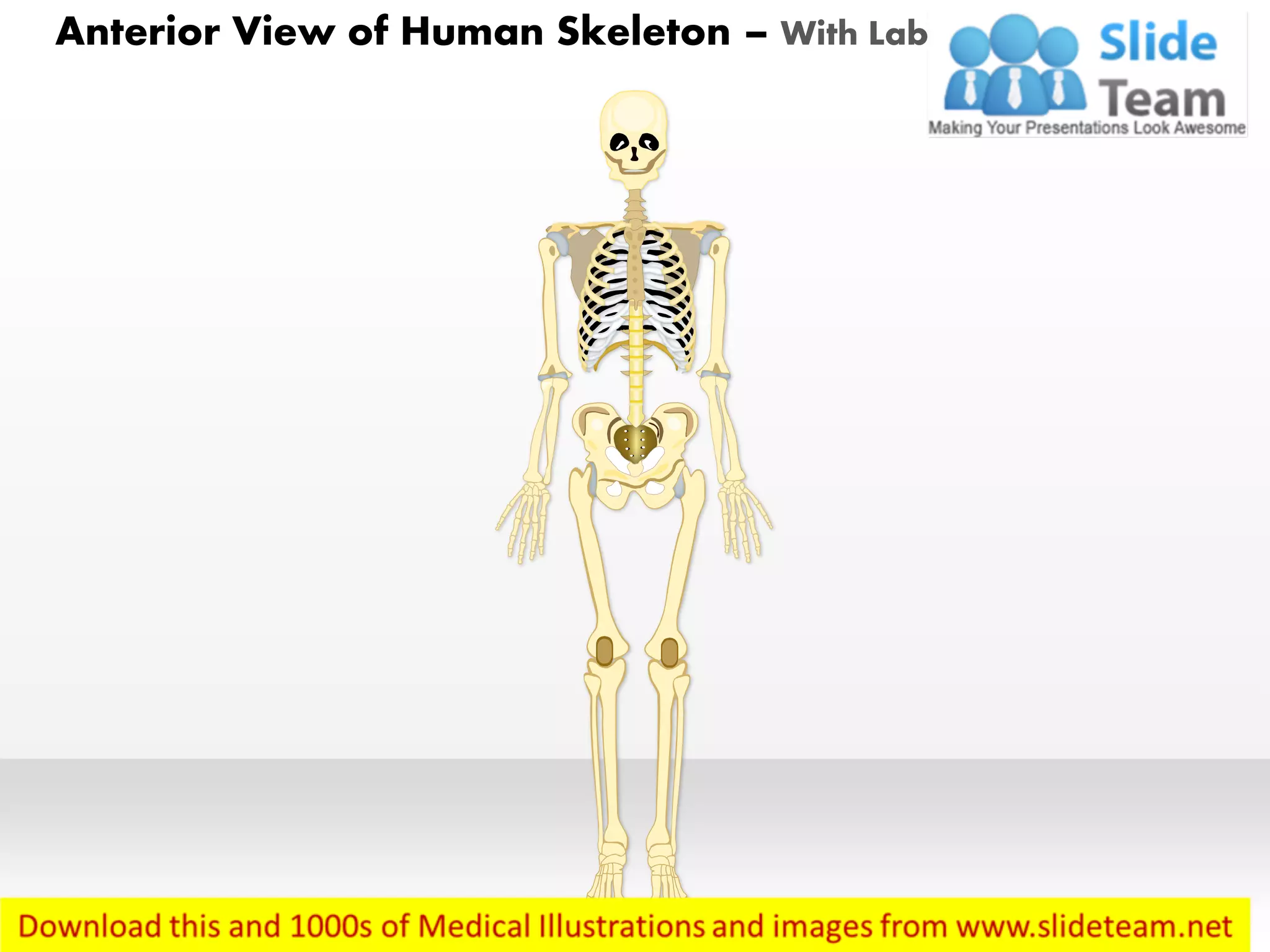Anterior view of the human skeleton medical images for power point | PPT