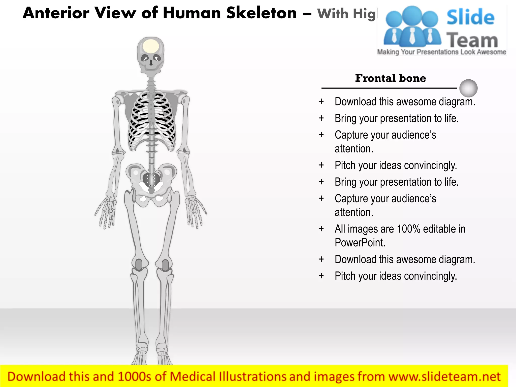 Anterior view of the human skeleton medical images for power point | PPT