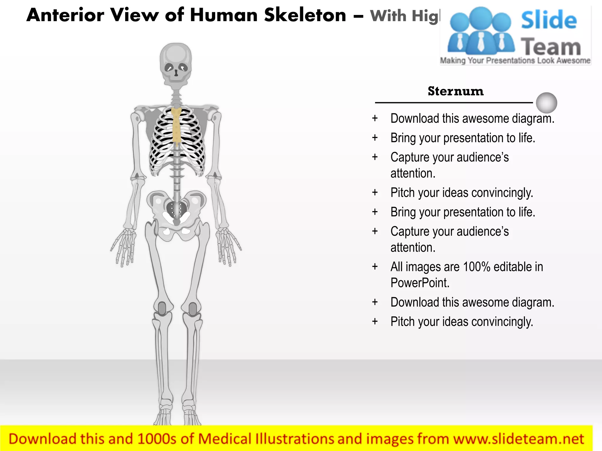 Anterior view of the human skeleton medical images for power point | PPT
