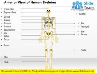 Anterior view of the human skeleton medical images for power point | PDF