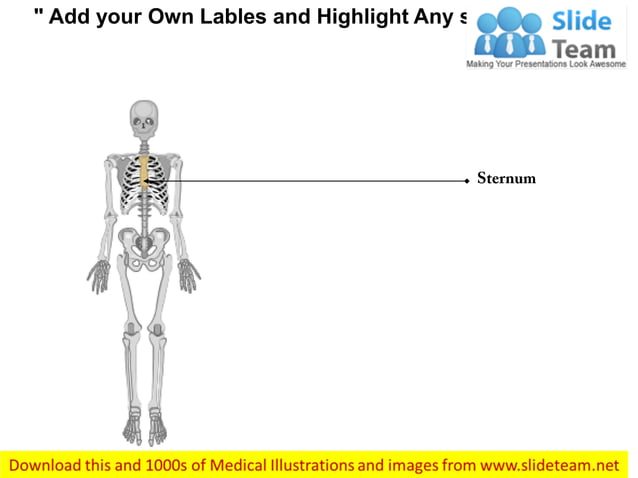 Anterior view of the human skeleton medical images for power point | PPT