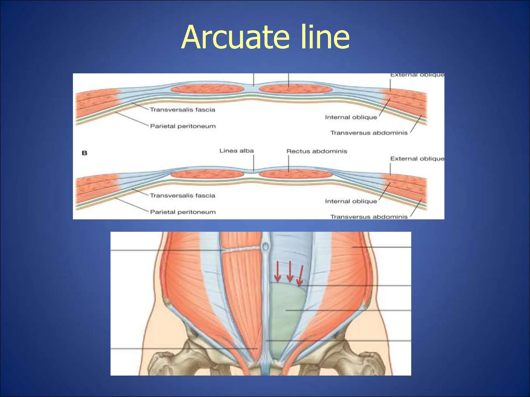 @anterior wall anatomy and rectus sheath.pptx | Death, Injury, or Military Conflict | Sensitive ...