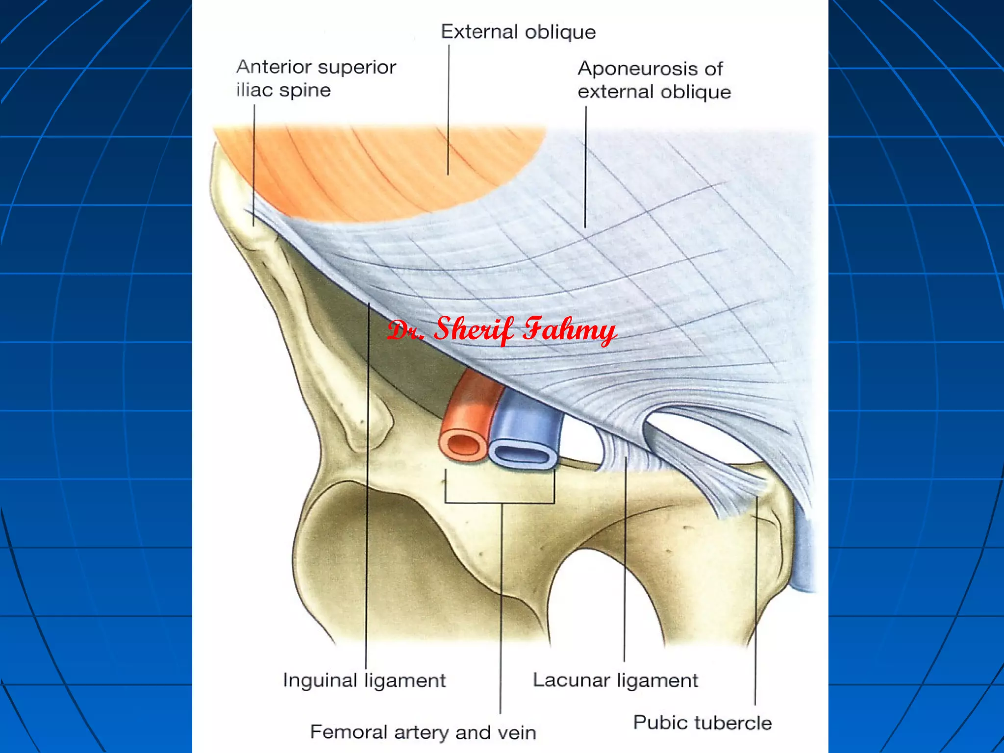 Antero-Lateral Abdominal Wall (Anatomy of the Abdomen) | PPS