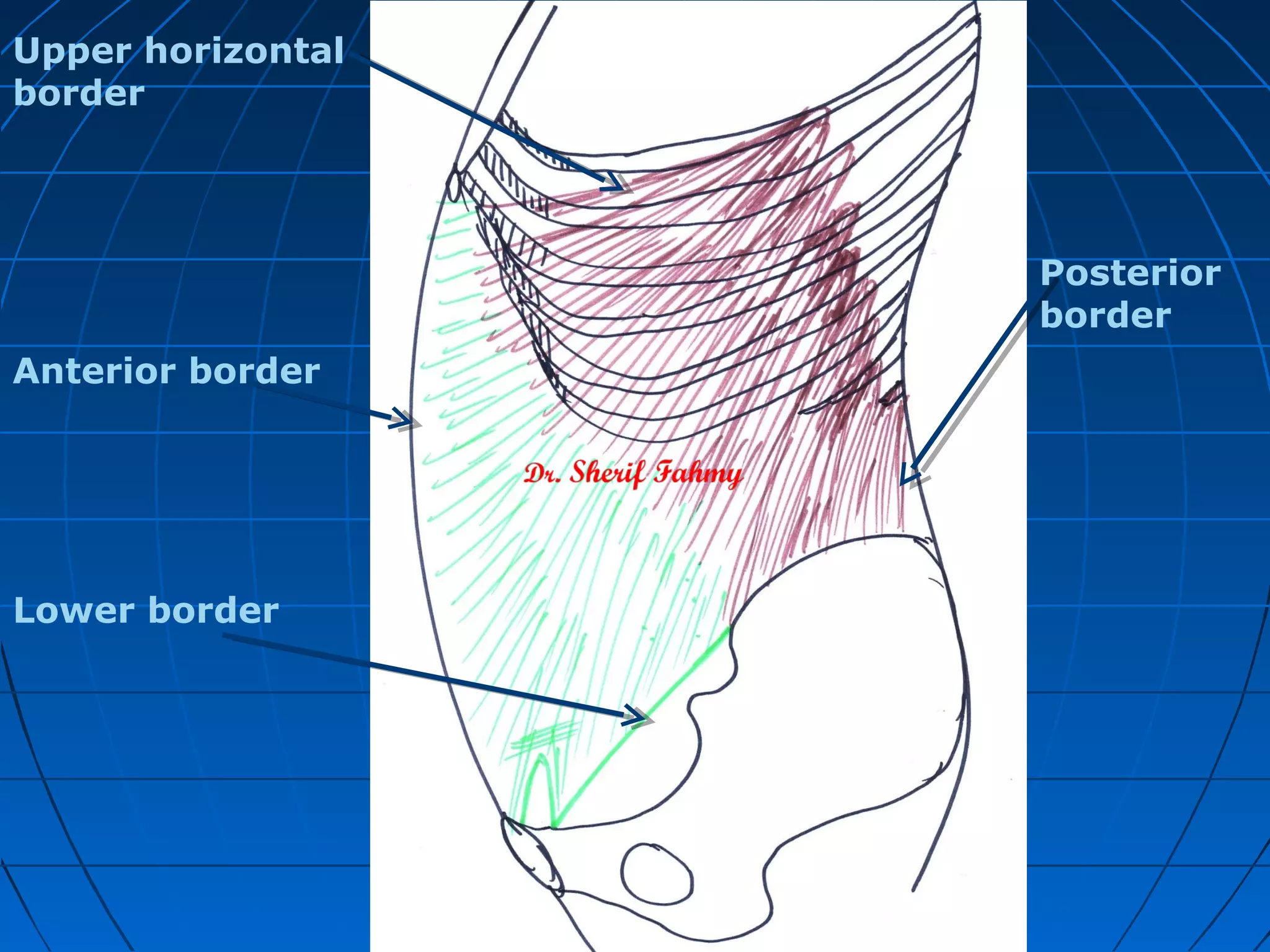Antero-Lateral Abdominal Wall (Anatomy of the Abdomen) | PPS