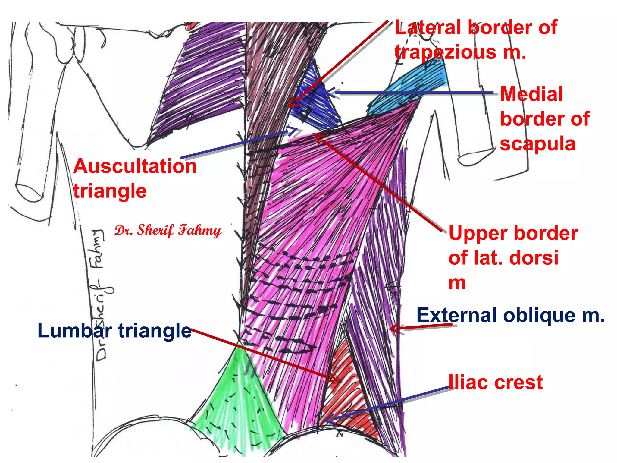 Antero-Lateral Abdominal Wall (Anatomy of the Abdomen) | PPS