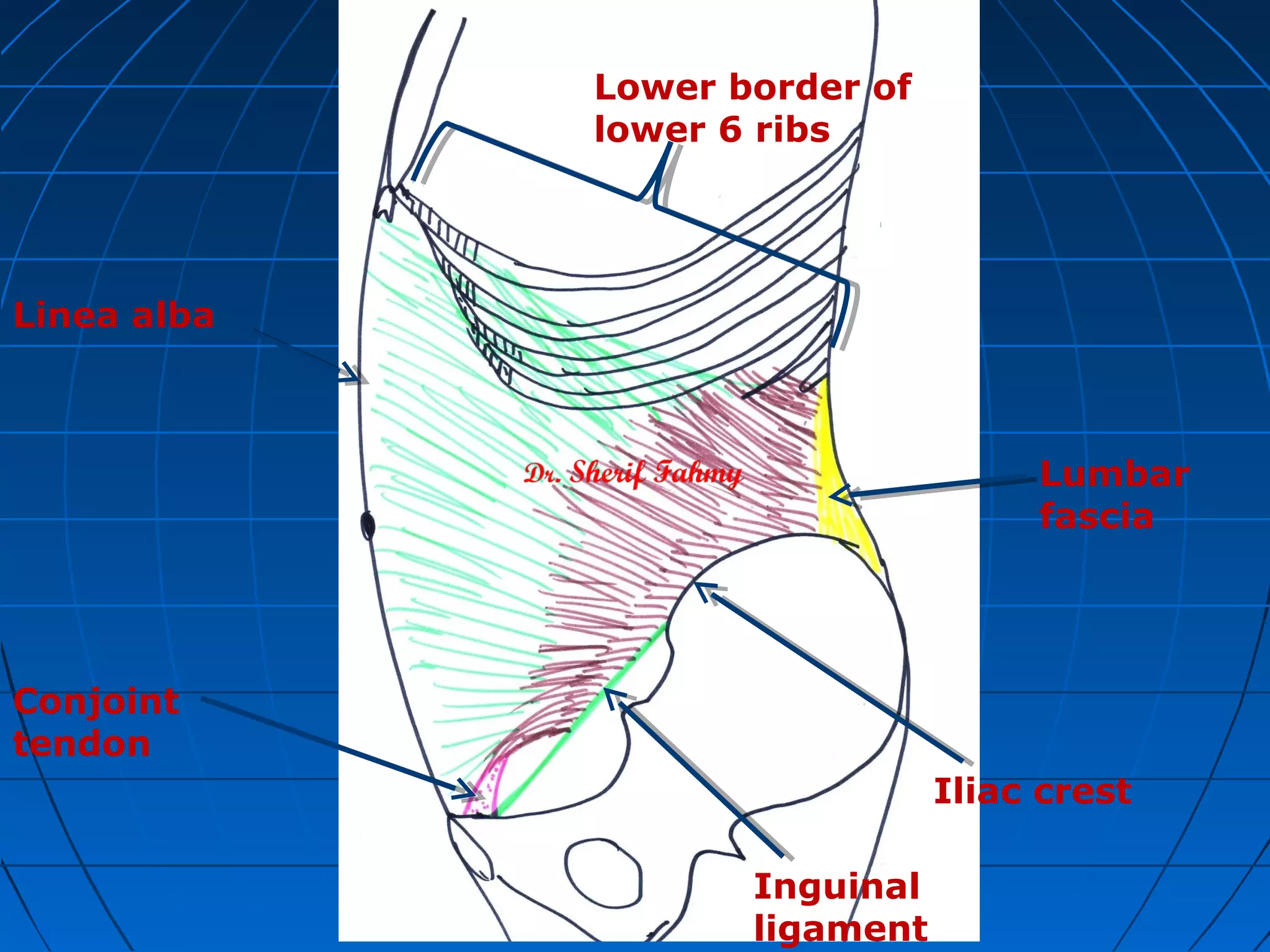 Antero-Lateral Abdominal Wall (Anatomy of the Abdomen) | PPS