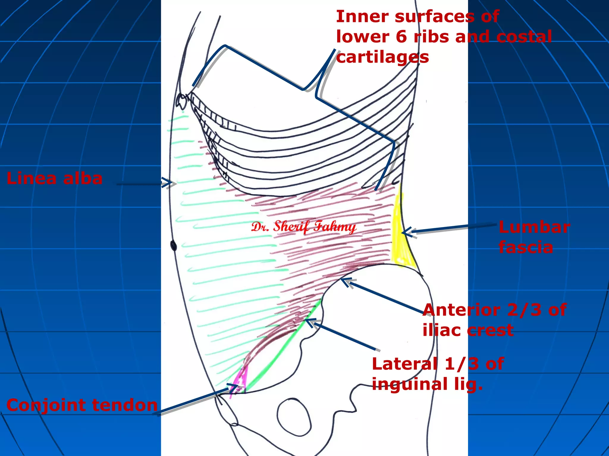 Antero-Lateral Abdominal Wall (Anatomy of the Abdomen) | PPS