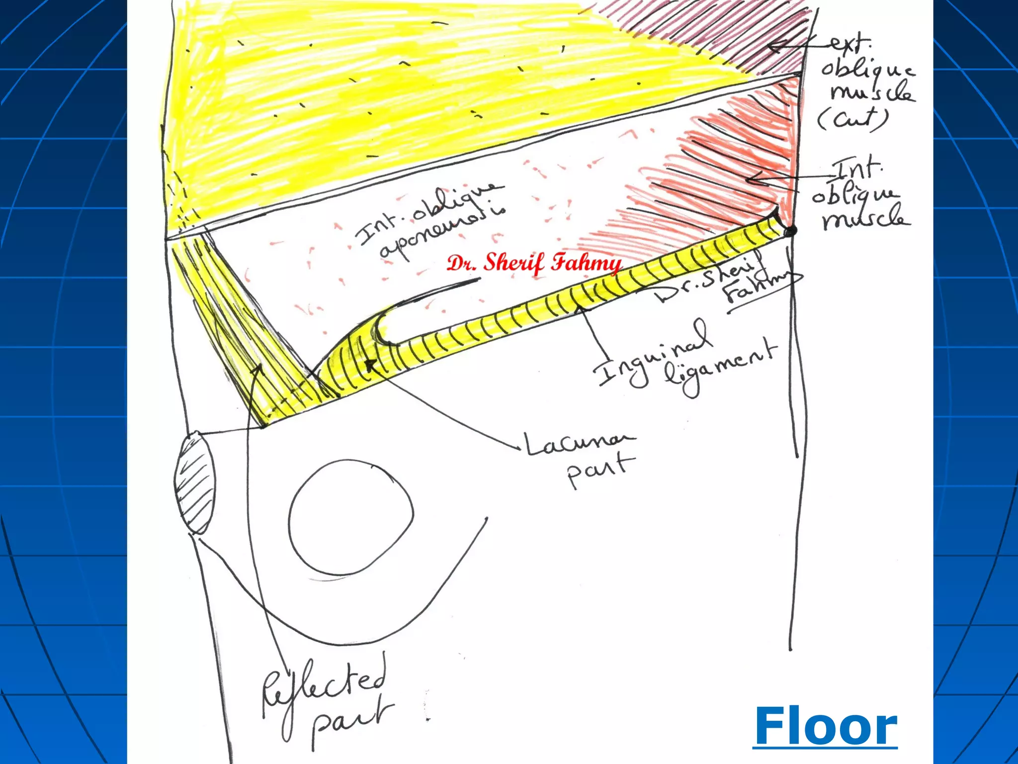 Antero-Lateral Abdominal Wall (Anatomy of the Abdomen) | PPS