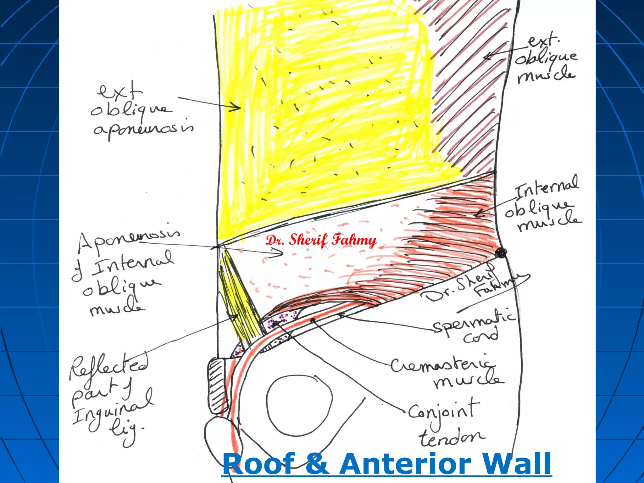 Antero-Lateral Abdominal Wall (Anatomy of the Abdomen) | PPS