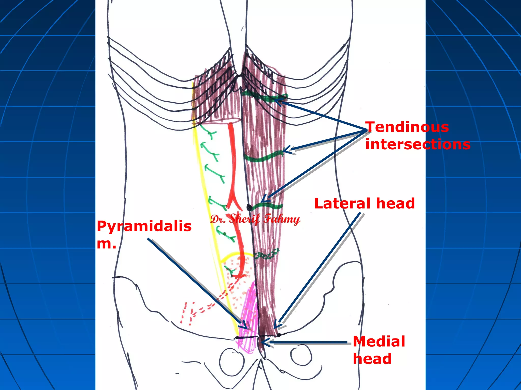 Antero-Lateral Abdominal Wall (Anatomy of the Abdomen) | PPS