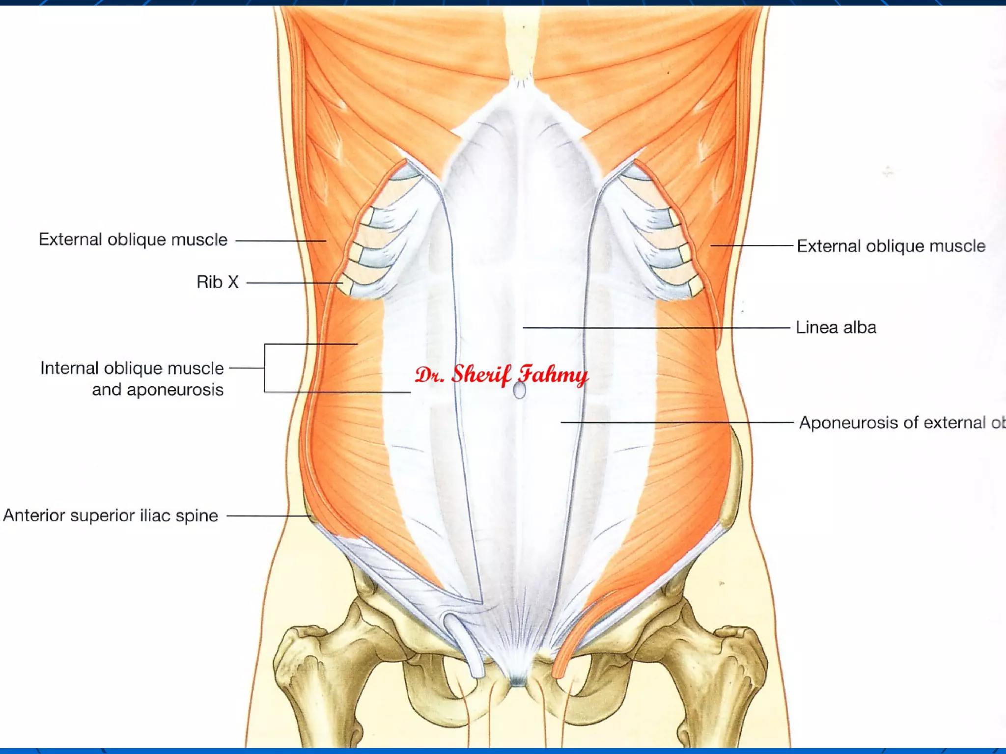Antero-Lateral Abdominal Wall (Anatomy of the Abdomen) | PPS