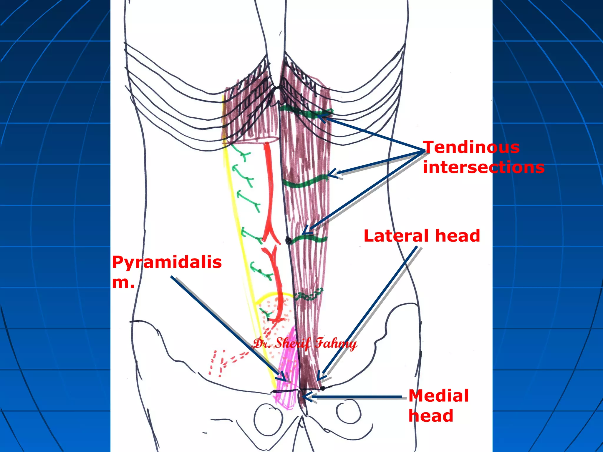 Antero-Lateral Abdominal Wall (Anatomy of the Abdomen) | PPS