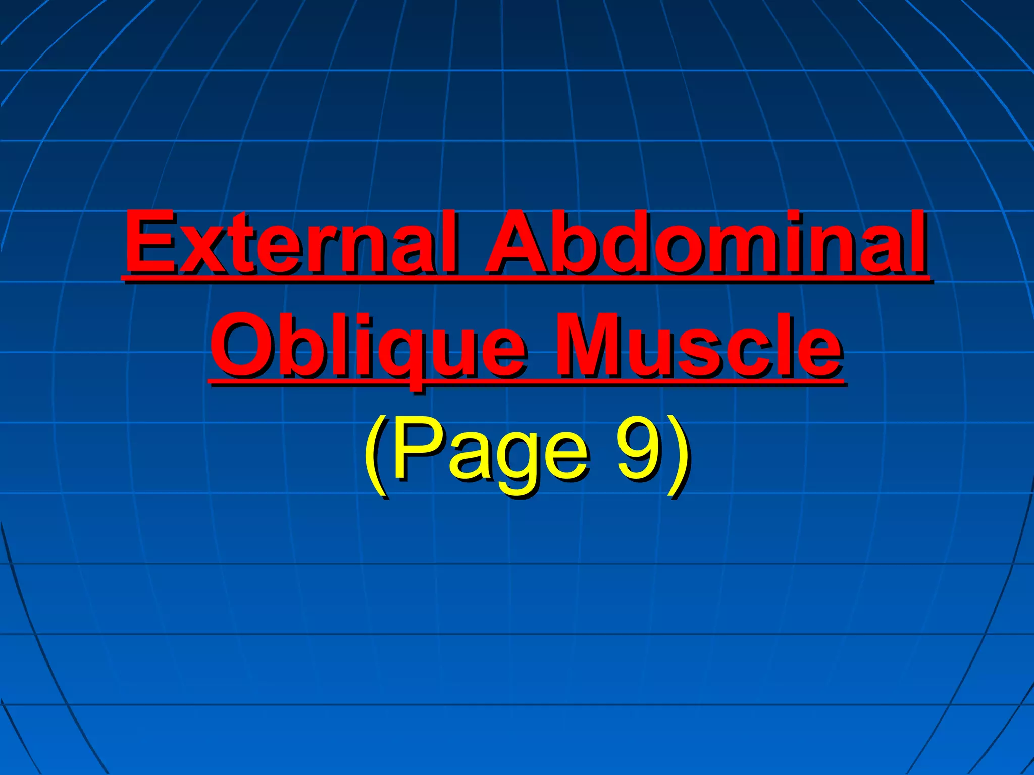 Antero-Lateral Abdominal Wall (Anatomy of the Abdomen) | PPS