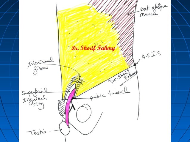 Antero-Lateral Abdominal Wall (Anatomy of the Abdomen) | PPS