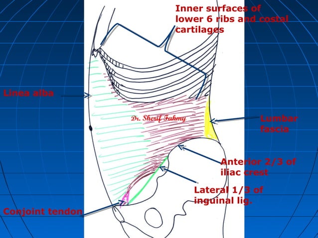Antero-Lateral Abdominal Wall (Anatomy of the Abdomen) | PPS