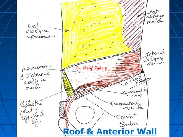 Antero-Lateral Abdominal Wall (Anatomy of the Abdomen) | PPS