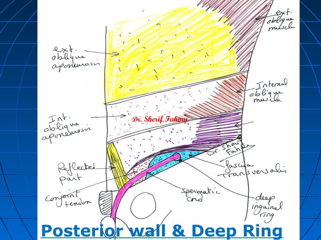 Antero-Lateral Abdominal Wall (Anatomy of the Abdomen) | PPS