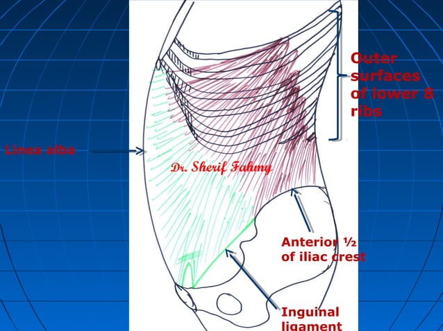 Antero-Lateral Abdominal Wall (Anatomy of the Abdomen) | PPS