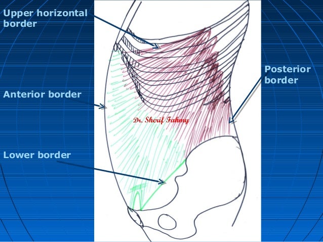 Antero-Lateral Abdominal Wall (Anatomy of the Abdomen)