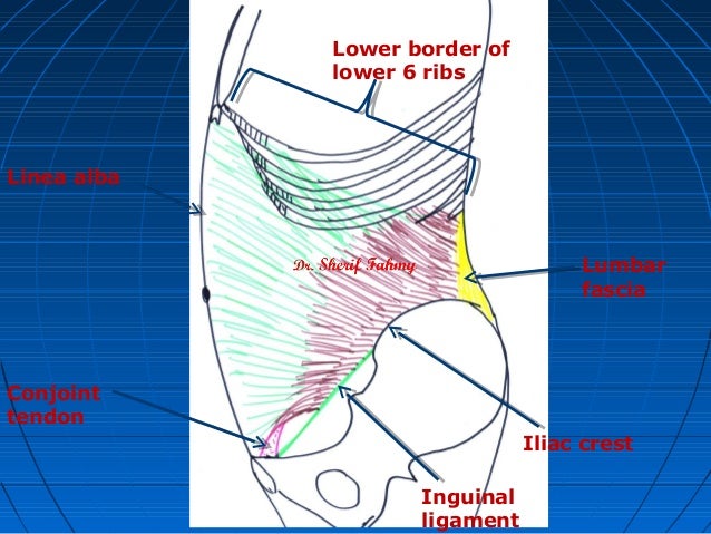 Antero-Lateral Abdominal Wall (Anatomy of the Abdomen)