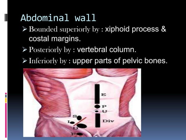 Anterolateral abdominal wall (rectus sheath) & hernia | PPTX