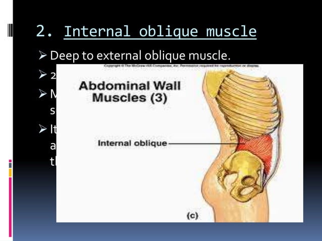 Anterolateral abdominal wall (rectus sheath) & hernia | PPTX