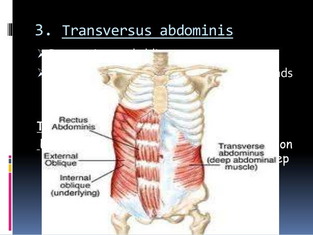 Anterolateral abdominal wall (rectus sheath) & hernia