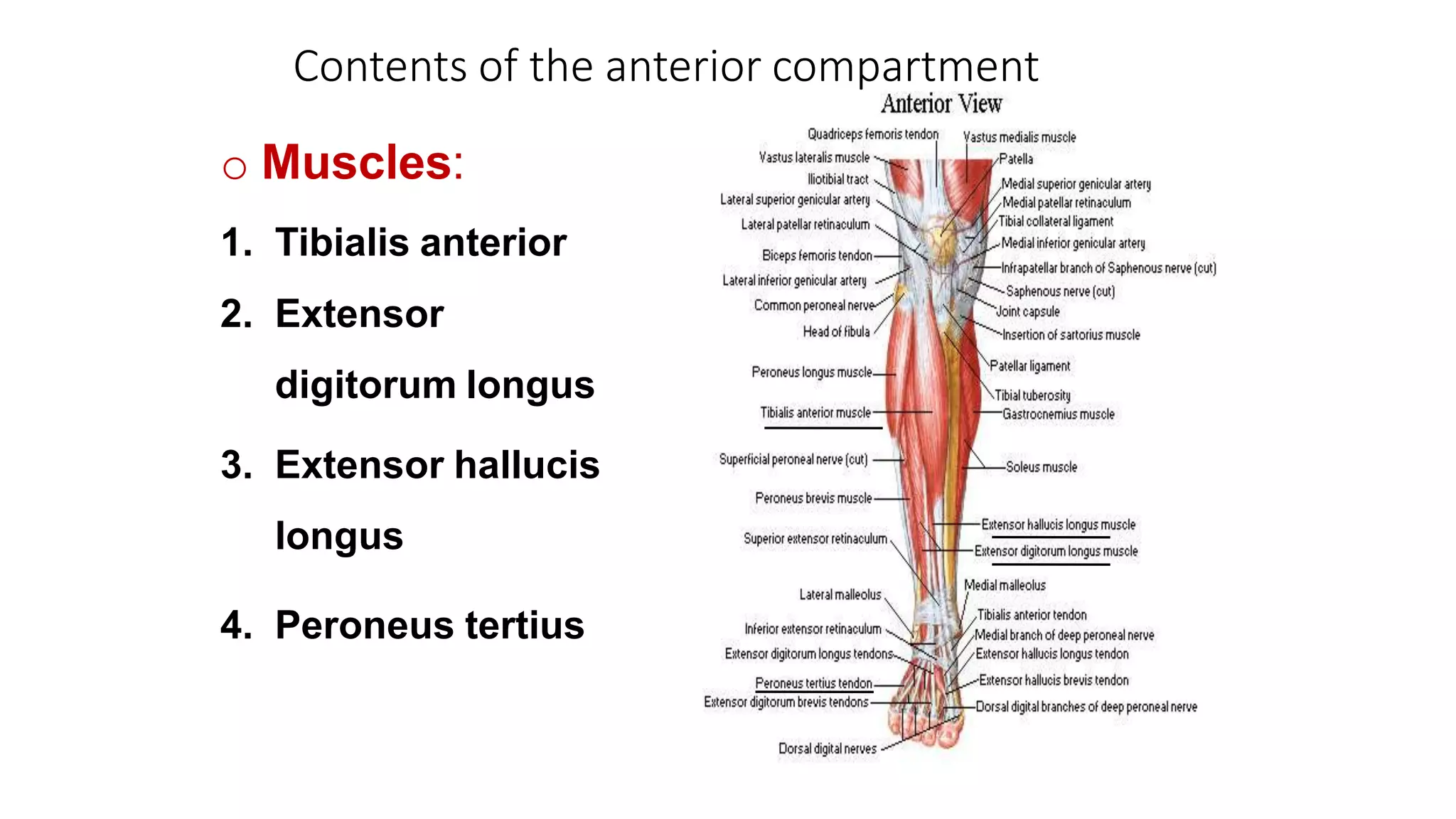 ANTEROLATERAL LEG.pptx