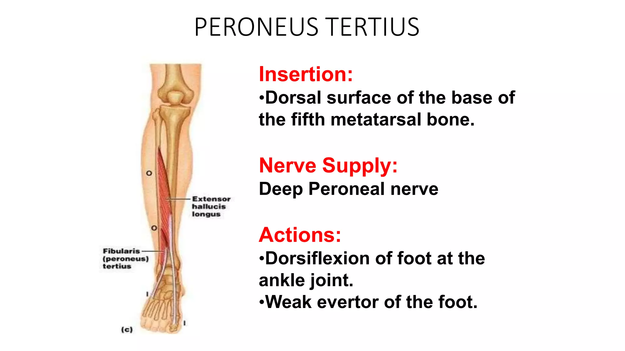 ANTEROLATERAL LEG.pptx